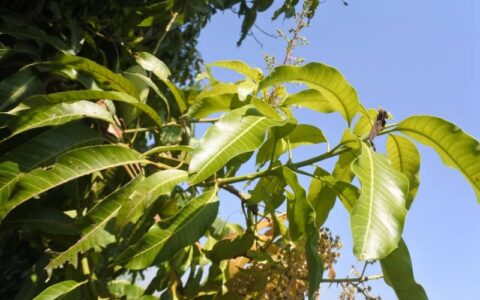 Pruning Mango Trees: How To Prune A Mango Tree