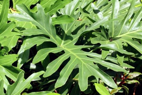 A Complete Guide To Philodendron Types | Lawn.com.au