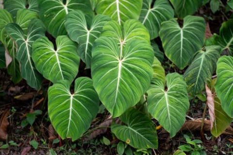 A Complete Guide To Philodendron Types | Lawn.com.au