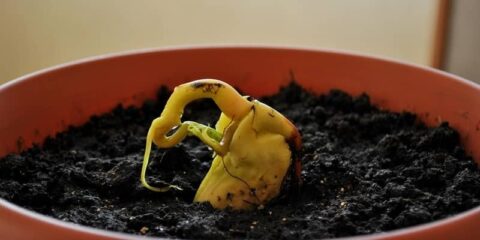 How To Grow A Mango From Seed | Lawn.com.au