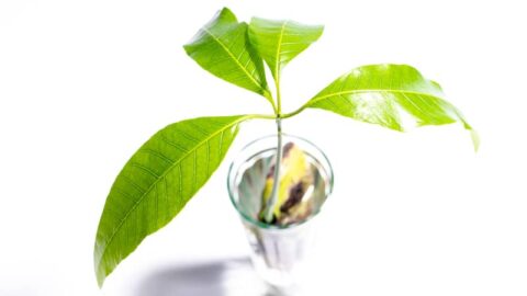 How To Grow A Mango From Seed | Lawn.com.au