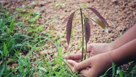 How To Grow A Mango From Seed | Lawn.com.au