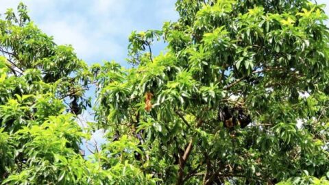 Fast-Growing Trees In Australia | Lawn.com.au