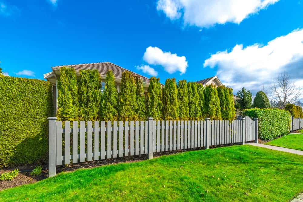 Cheap Ways To Block Your Neighbours View Lawn au