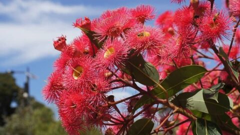 Fast-Growing Trees In Australia | Lawn.com.au