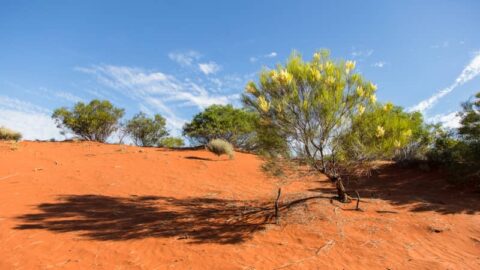 A Complete Guide To Australian Native Trees