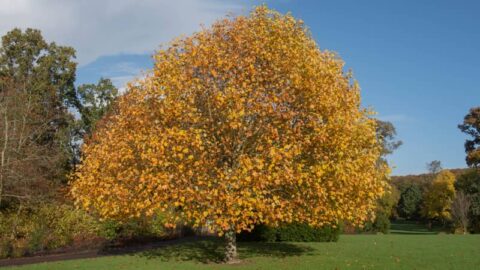 Fast-Growing Trees In Australia | Lawn.com.au