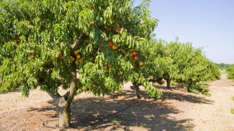 How To Grow A Peach Tree | Lawn.com.au