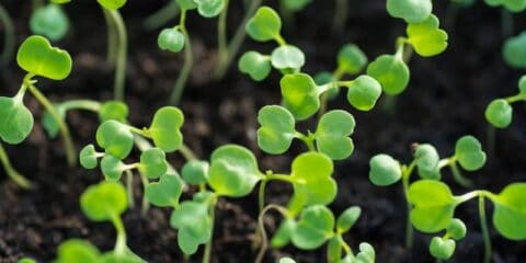 How To Grow Rocket | Lawn.com.au Blog