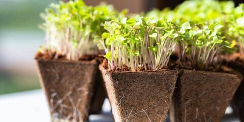 How To Grow Rocket | Lawn.com.au Blog