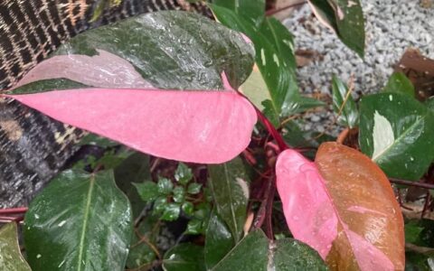A Complete Guide To Pink Princess Philodendrons