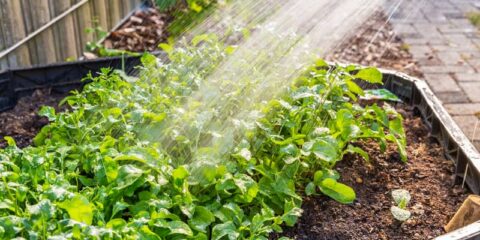 How To Grow Rocket | Lawn.com.au Blog