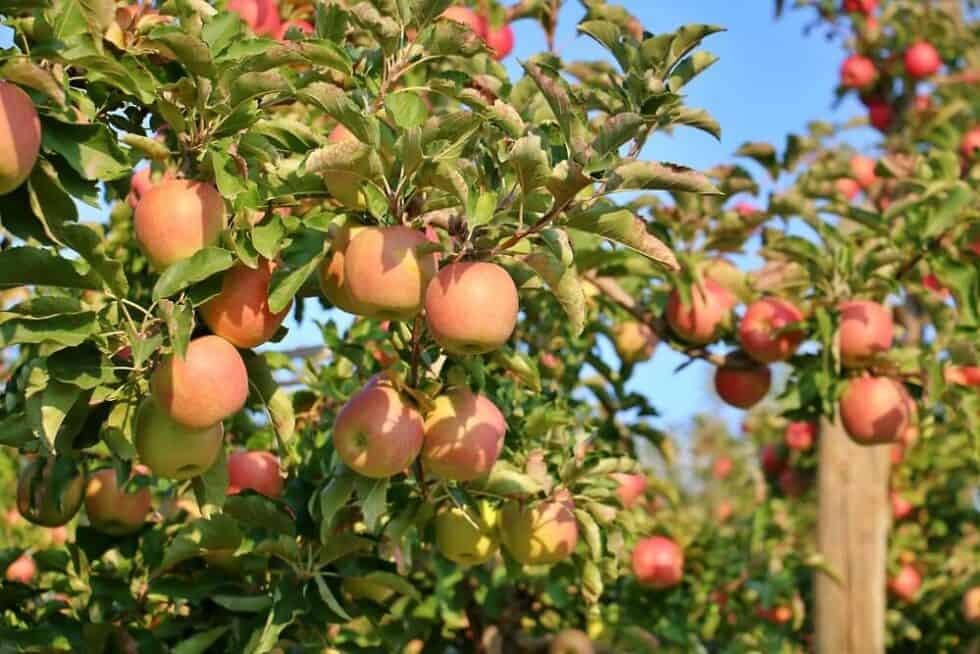 How To Grow An Apple Tree In Australia