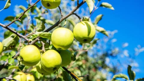 How To Grow An Apple Tree In Australia