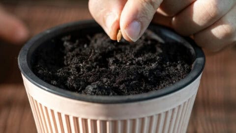 How To Grow An Apple Tree In Australia