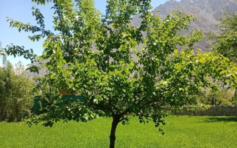 Pruning Apricot Trees In Australia