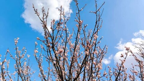 Pruning Apricot Trees In Australia