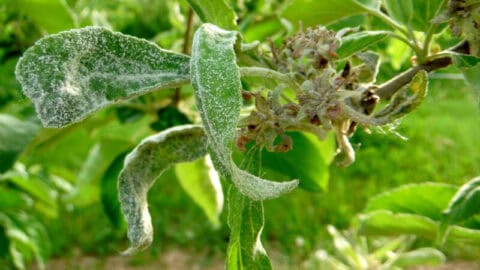 How To Grow An Apple Tree In Australia