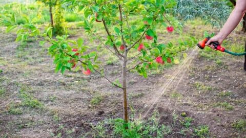 How To Grow An Apple Tree In Australia