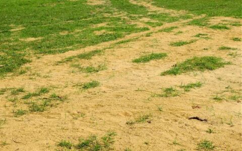 Top Dressing A Lawn: How, When, And Why