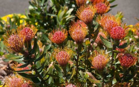 How To Grow A Protea Plant