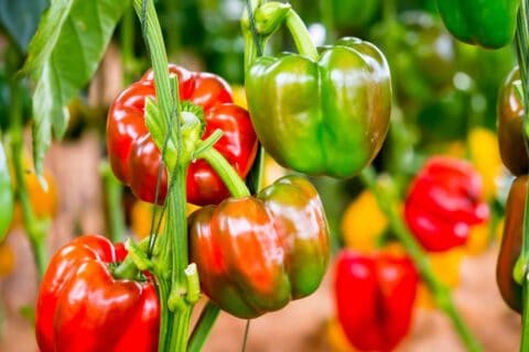 How To Grow Capsicum | Lawn.com.au