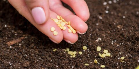 How To Grow Capsicum | Lawn.com.au