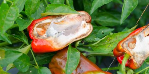 How To Grow Capsicum | Lawn.com.au
