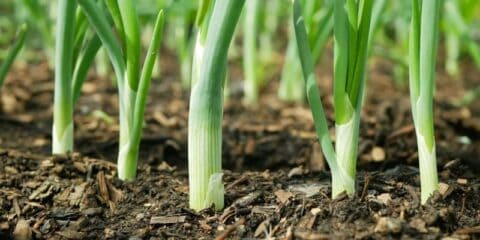 How To Grow Spring Onions | Lawn.com.au