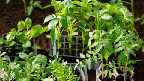 How To Grow Capsicum | Lawn.com.au