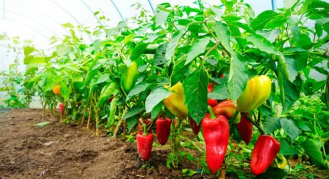 How To Grow Capsicum | Lawn.com.au