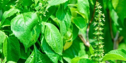 How To Grow Basil | Lawn.com.au