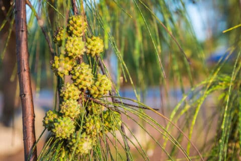 A Complete Guide To Australian Native Trees | Lawn.com.au
