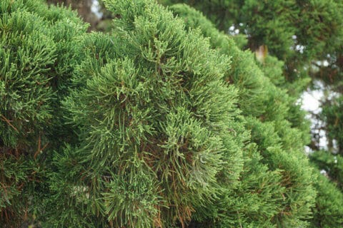 A Complete Guide To Australian Native Trees | Lawn.com.au