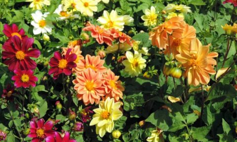What To Plant In Spring In Australia