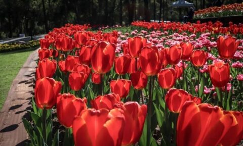 What To Plant In Spring In Australia