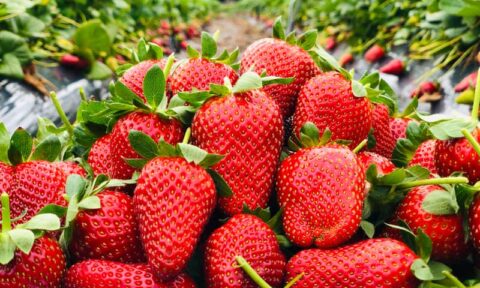 What To Plant In Spring In Australia