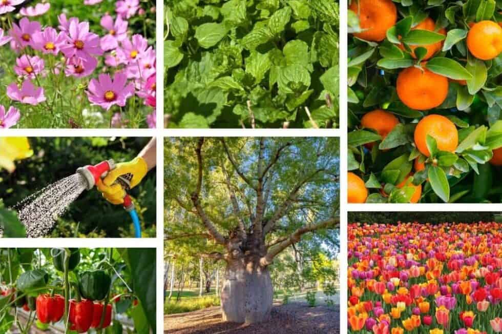 What To Plant In Spring In Australia