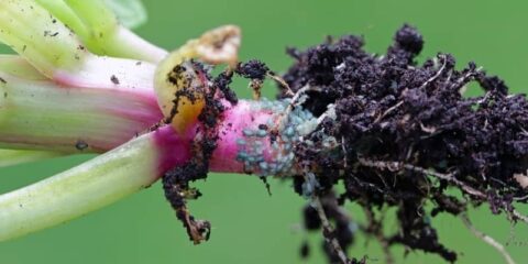 How To Grow Spinach | Lawn.com.au