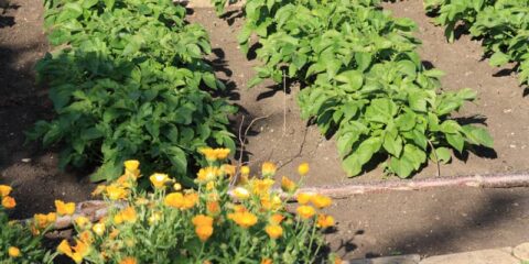How To Grow Marigolds In Australia | Lawn.com.au