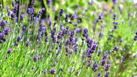 The Ultimate Guide To Growing Lavender In Australia