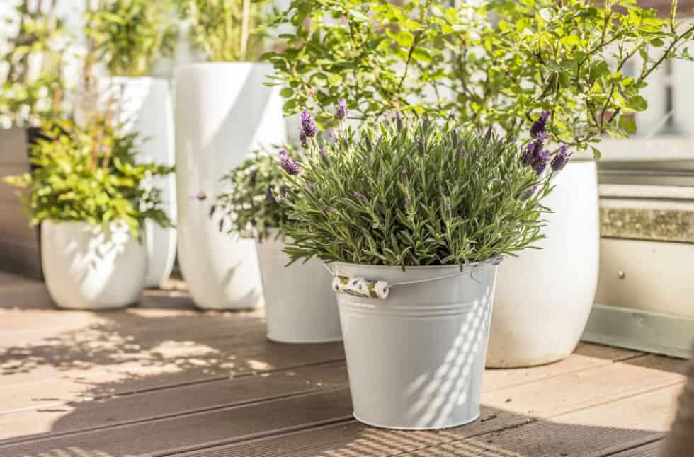 The Ultimate Guide To Growing Lavender In Australia
