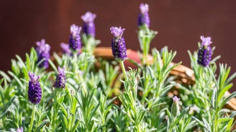 The Ultimate Guide To Growing Lavender In Australia