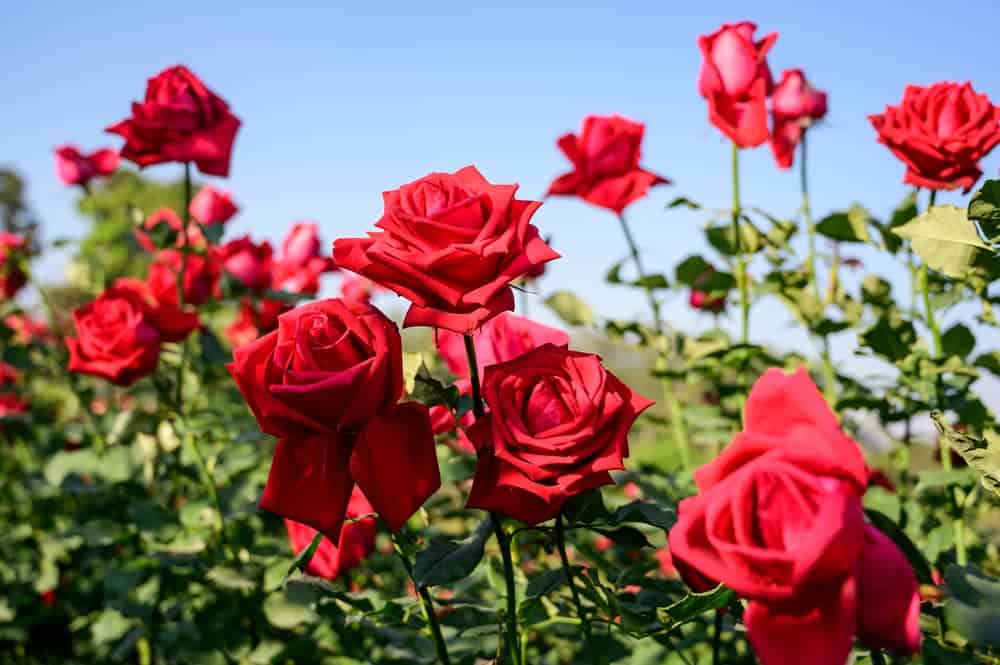 How To Grow Roses Lawn au How To Grow Roses Lawn au