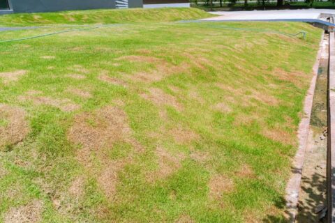 How To Revive A Dead Lawn In Australia