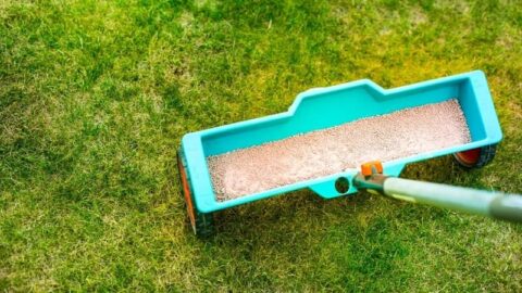 How To Revive A Dead Lawn In Australia