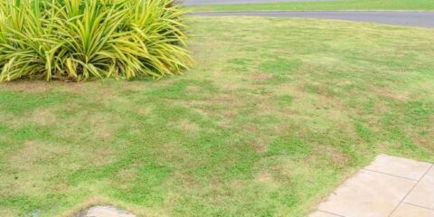 How To Revive Dead Grass | Lawn.com.au