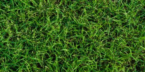 Types Of Lawn Grass In Australia