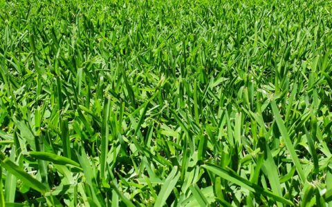 Types Of Lawn Grass In Australia