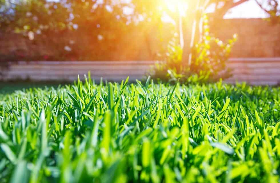 Types Of Lawn Grass In Australia | Lawn.com.au